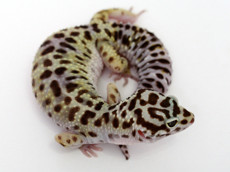 Extreme Halloween - Pure Halloween Mask Leopard Gecko - 051314 - femal ...