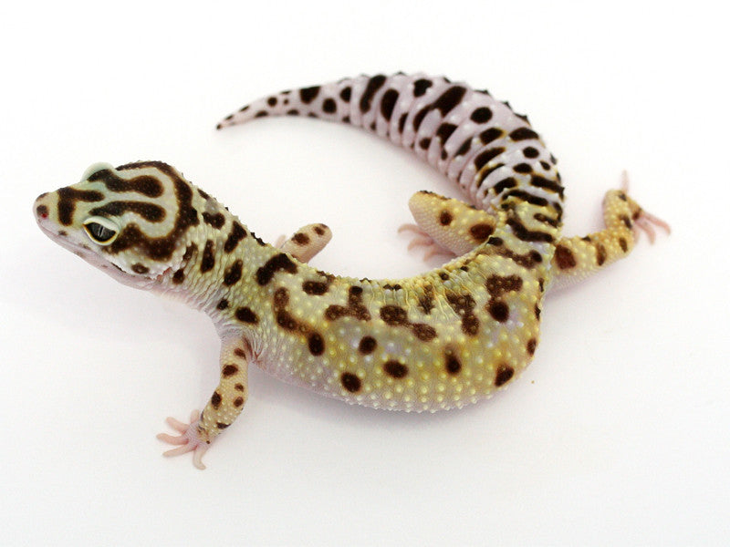 Pure Halloween Mask Leopard Gecko - 070115a - female – Gecko Daddy
