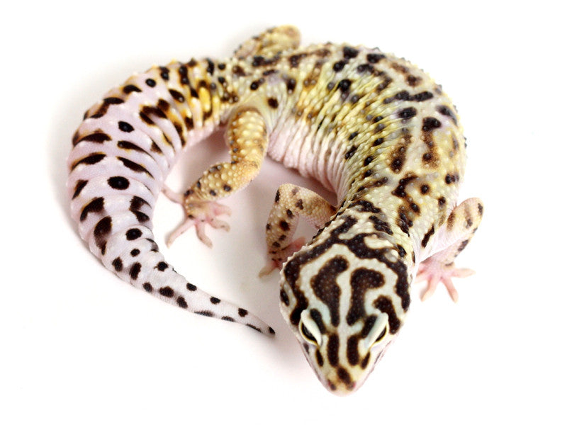 Pure Halloween Mask Leopard Gecko - 071215 - female – Gecko Daddy