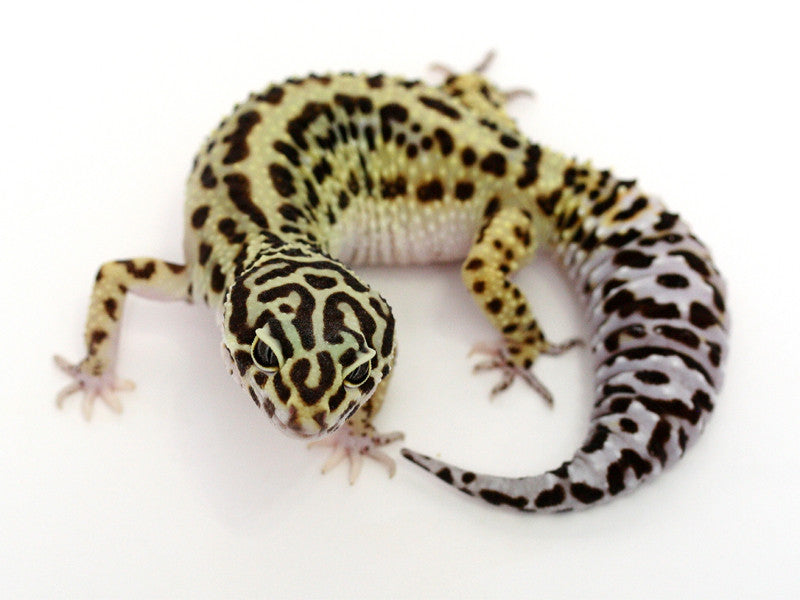 Extreme Halloween - Pure Halloween Mask Leopard Gecko - 080914b - fema ...