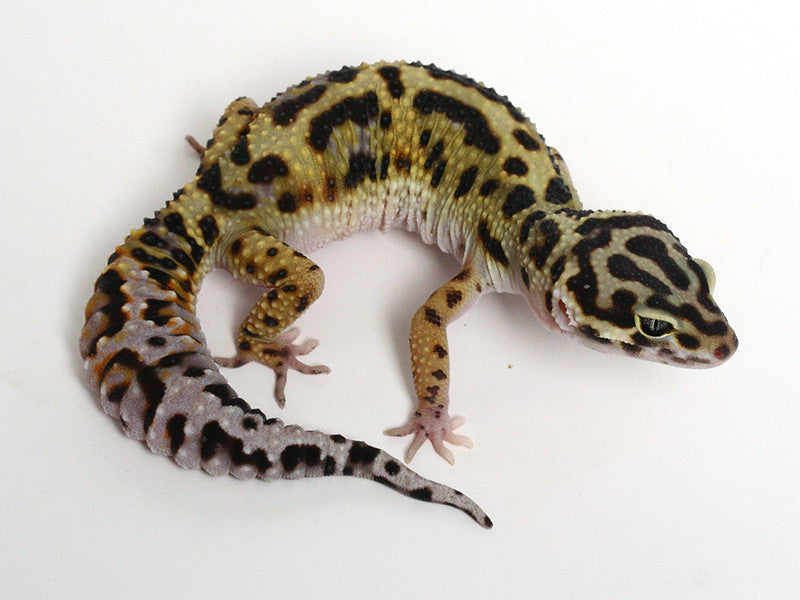 Extreme Halloween - Pure Halloween Mask Leopard Gecko - 092714 - femal ...