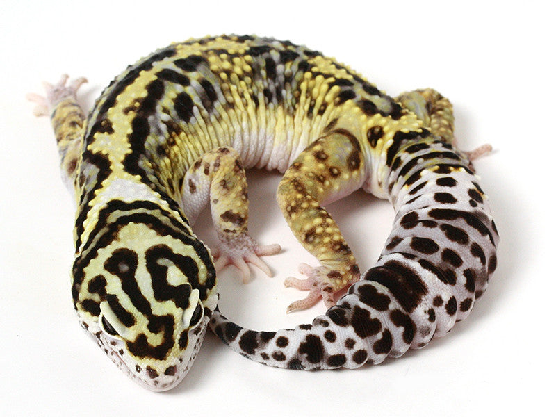 Bold Black & White - Halloween Mask X TUG Snow Leopard Gecko - 082213 ...