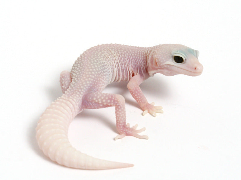 Las Vegas Albino Patternless Super Snow Leopard Gecko - 080711 - TSF ...