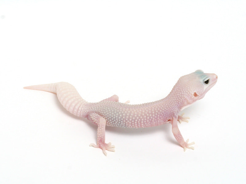 Las Vegas Albino Patternless Super Snow Leopard Gecko - 080711 - TSF ...