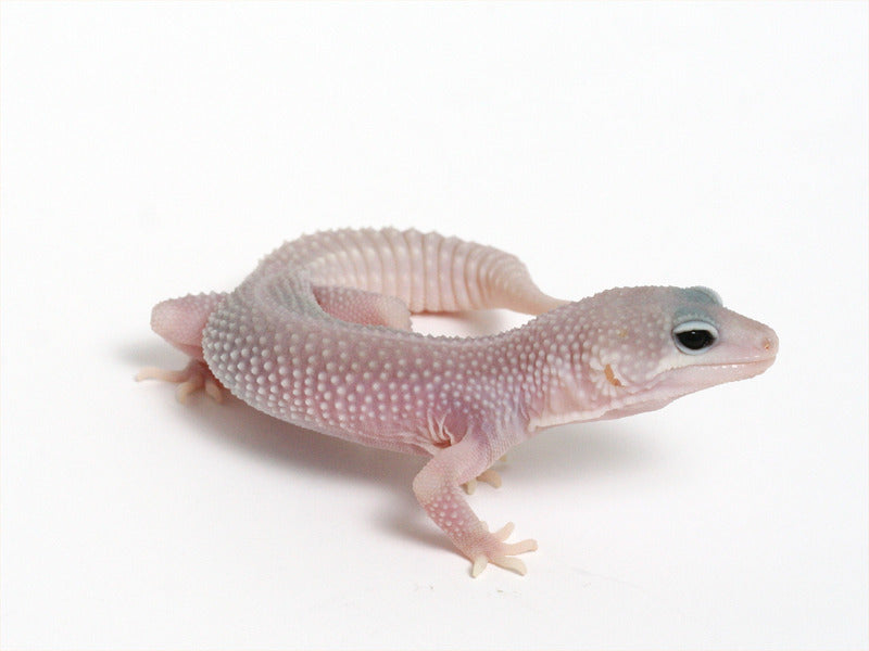 Patternless Super Snow het Las Vegas Albino Leopard Gecko - 080811 - T ...