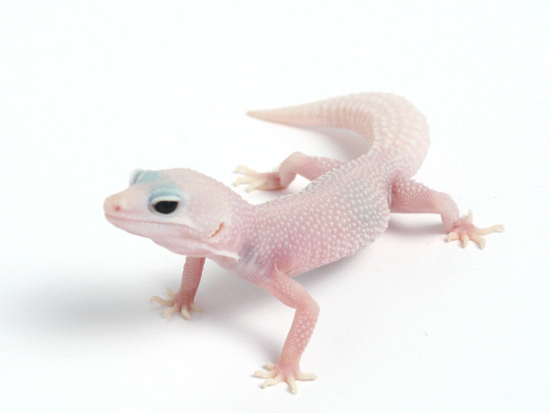 Las Vegas Albino Patternless Super Snow Leopard Gecko - 102911 - male ...