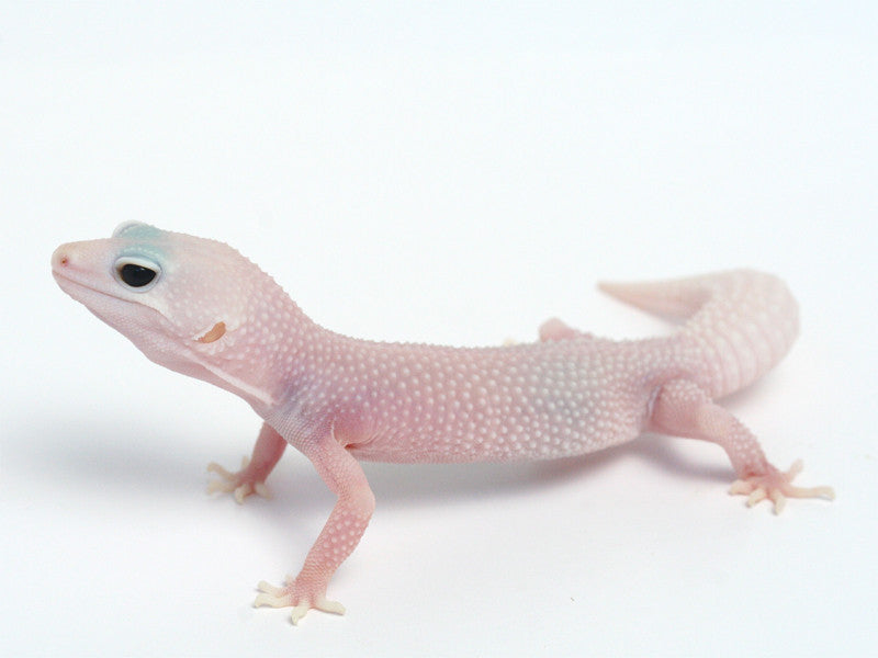 Patternless Mack Snow Leopard Gecko