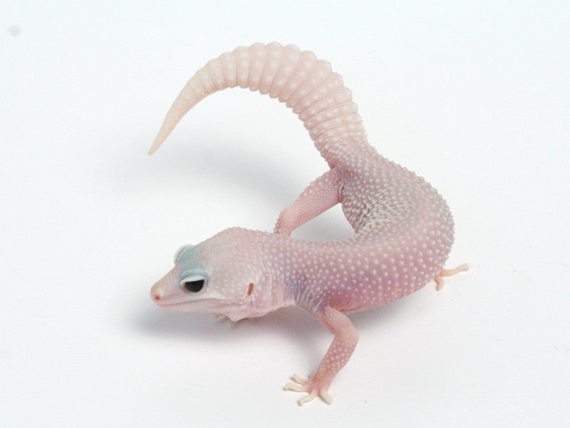 Las Vegas Albino Patternless Super Snow Leopard Gecko - 102911 - male ...