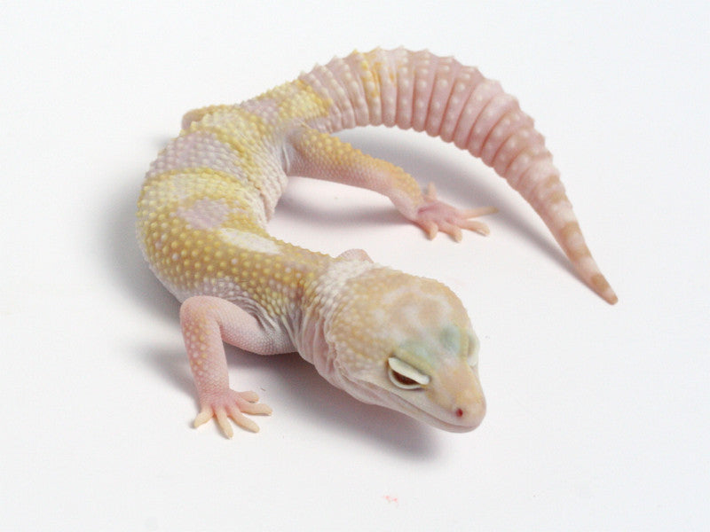 Phantom Leopard Gecko - Ph100211 - male – Gecko Daddy