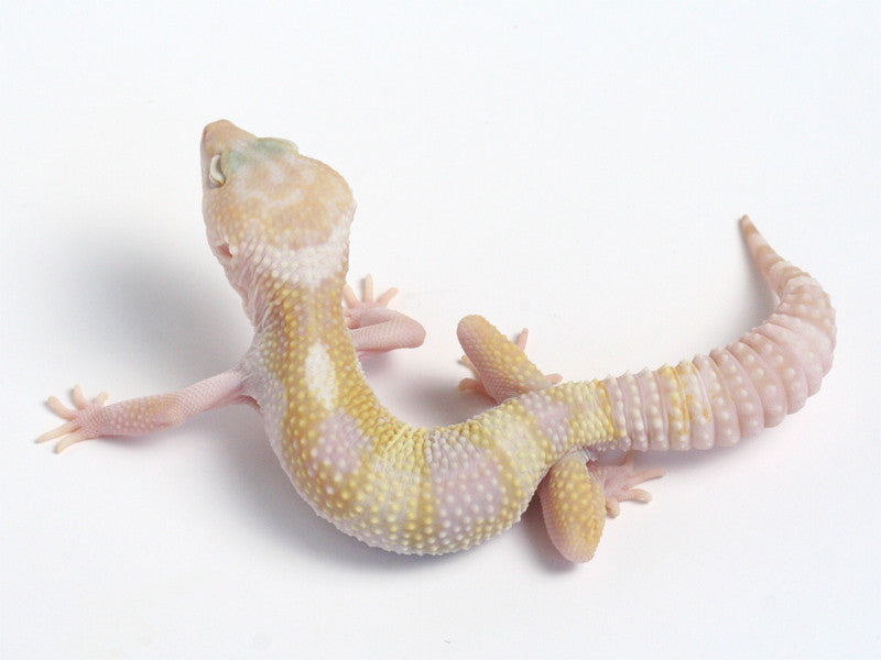 fantasy leopard gecko