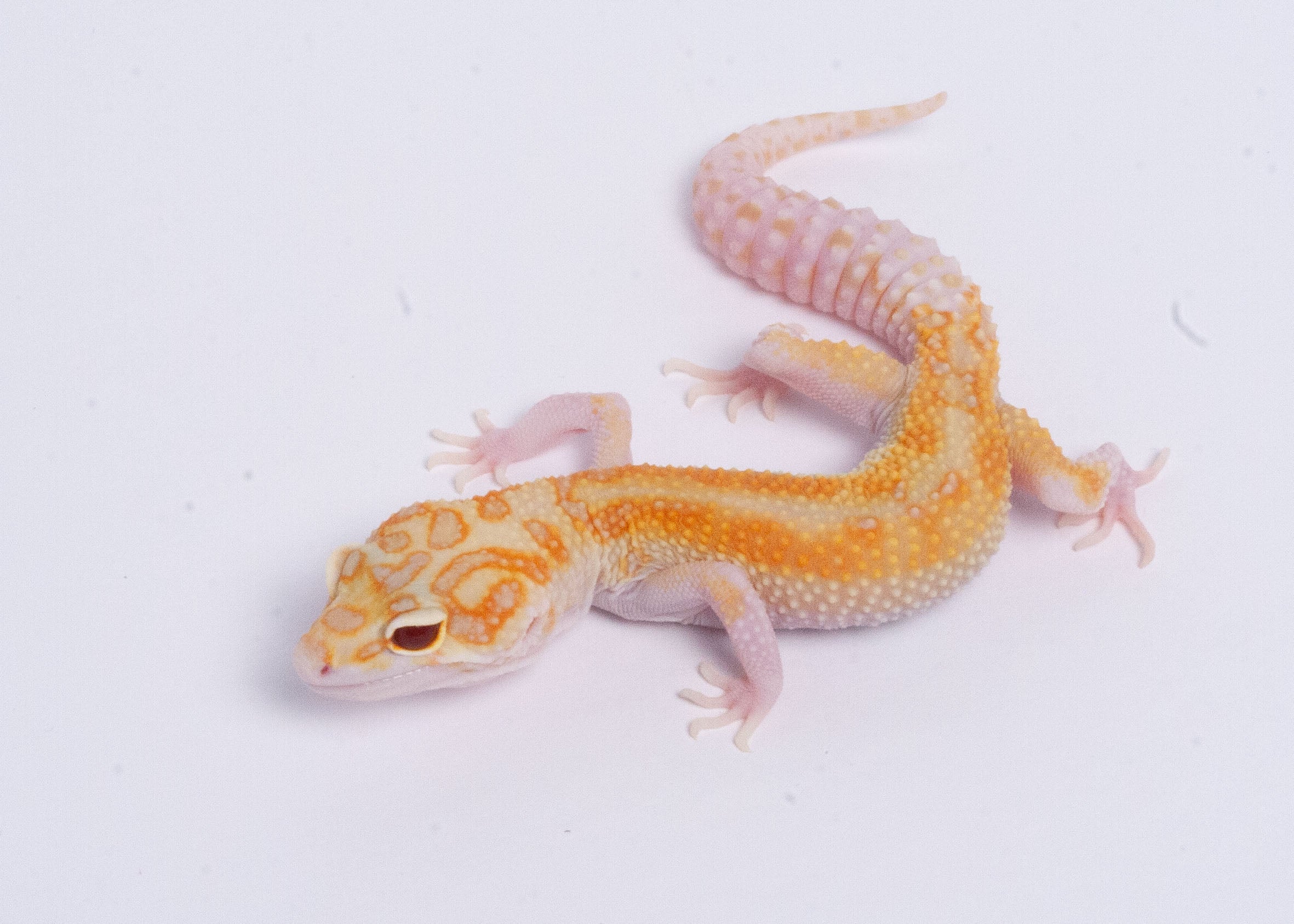 Tremper Albino Tangerine Leopard Gecko